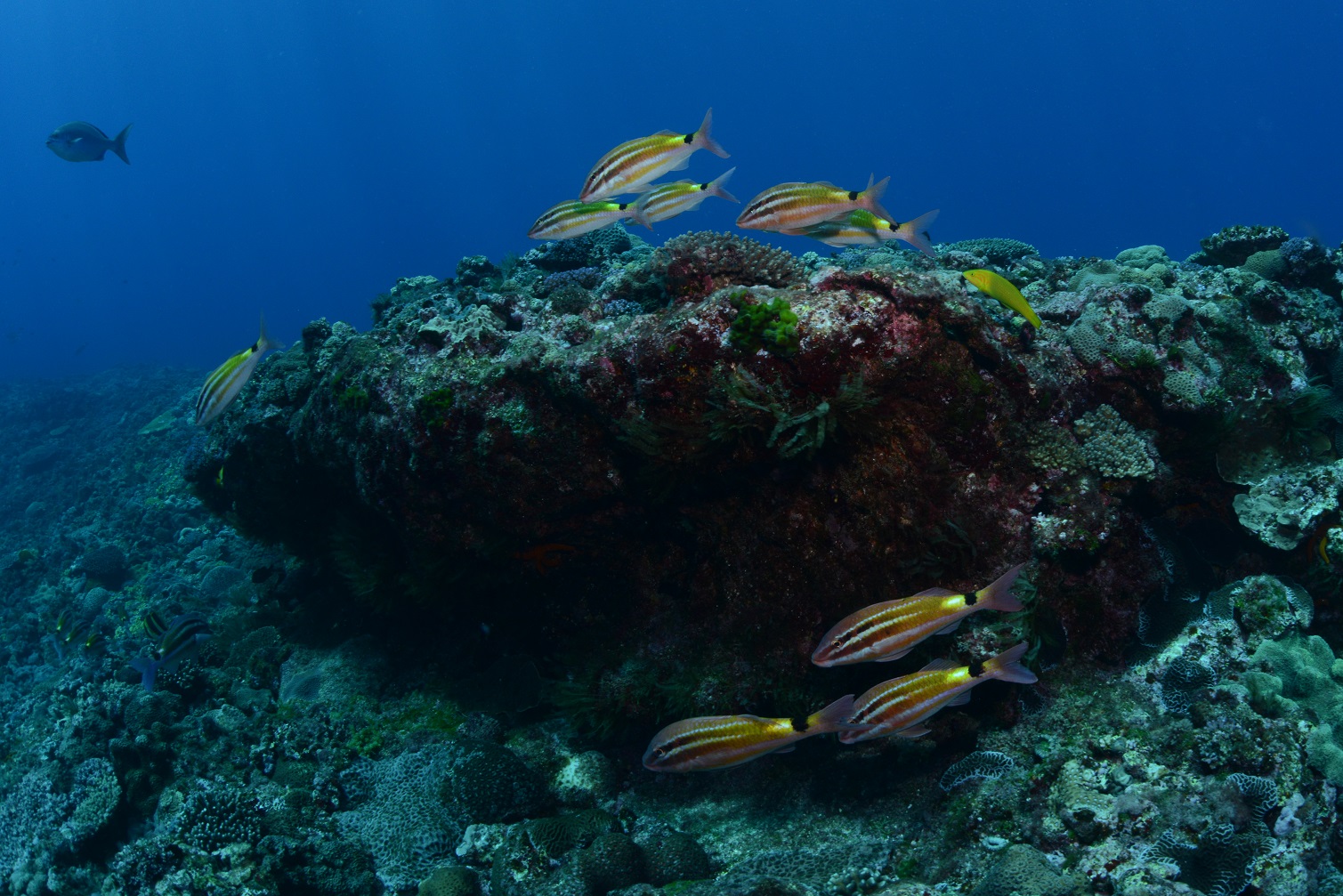 Compilation of all things marine - Reef Life Survey