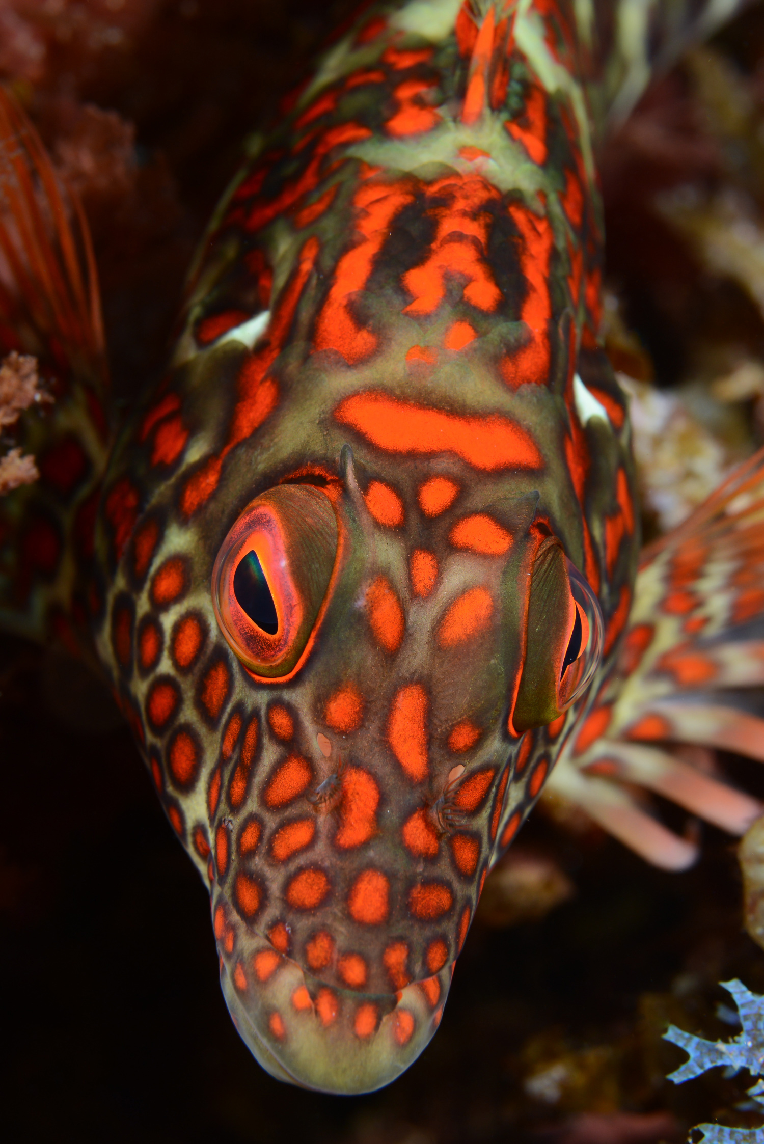 Tropical Marine Fishes of Australia Field Guide - Reef Life Survey