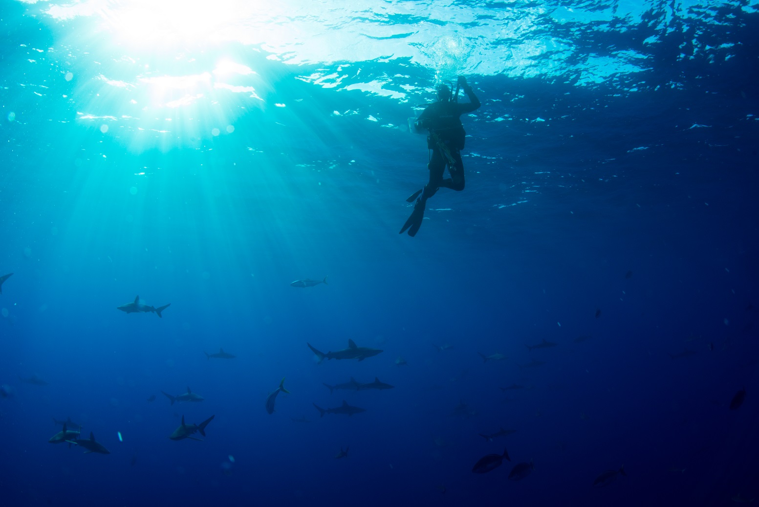 RLS Annual Report 2017 - Reef Life Survey