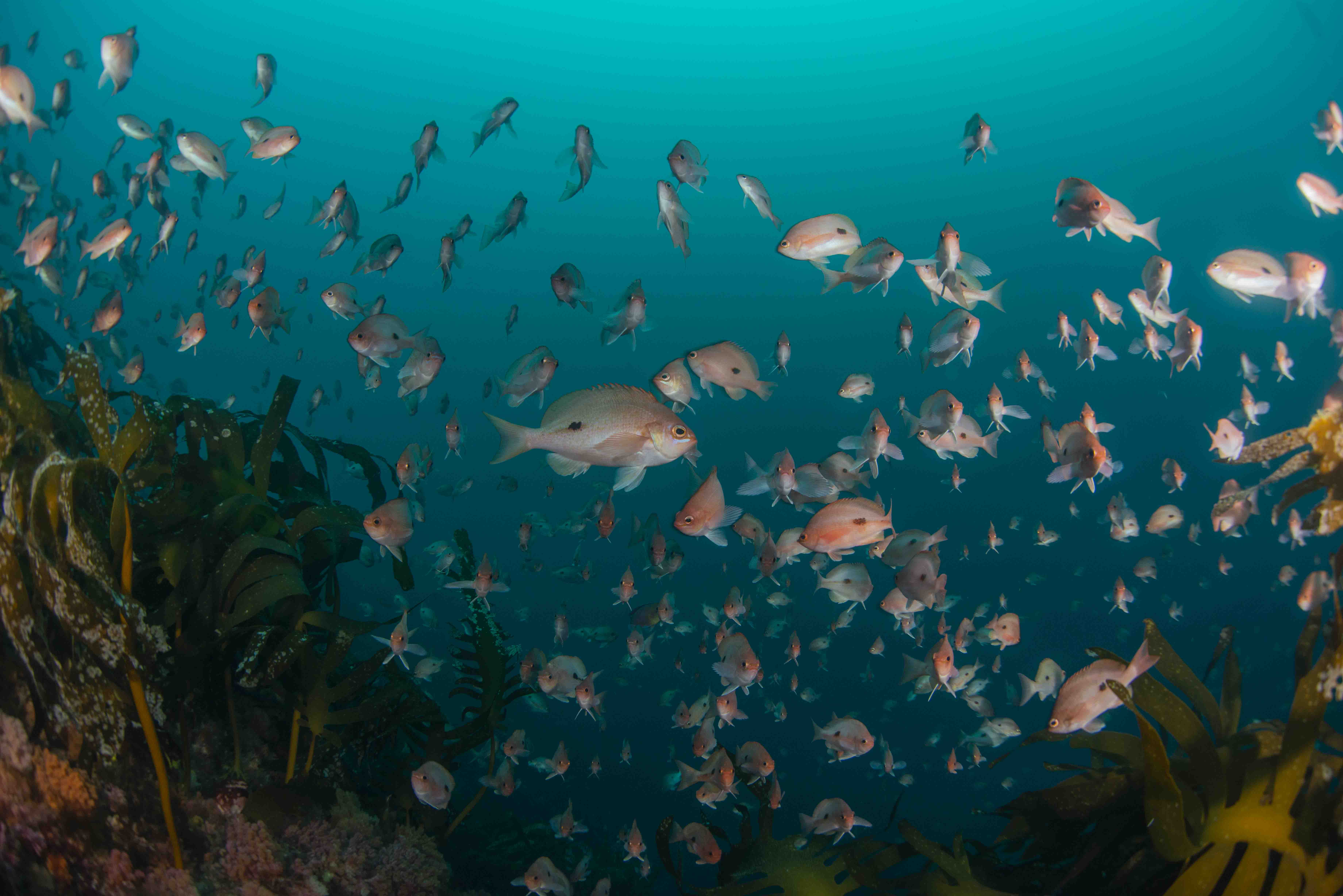 RLS Annual Report 2015 - Reef Life Survey