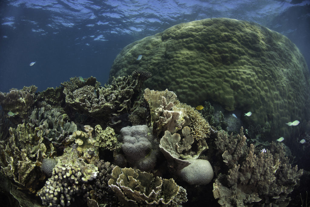 Reef Life Survey at Ningaloo, WA 2021 - Reef Life Survey