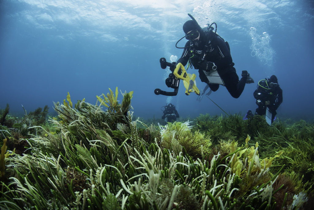 Port Phillip Bay, Victoria 2022 - Reef Life Survey