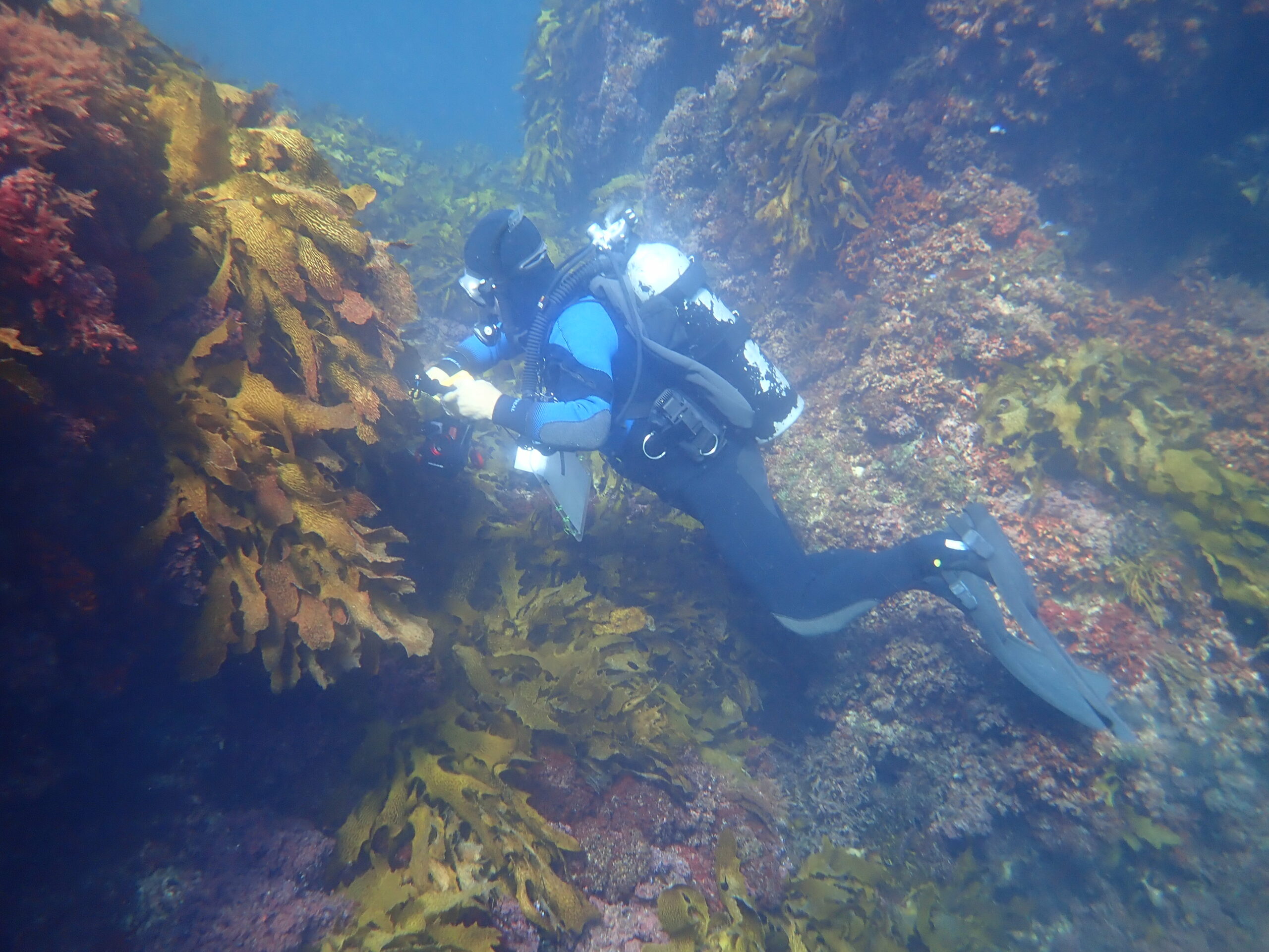 RLS Return to Rottnest: Annual surveys and surprising tropical visitors ...