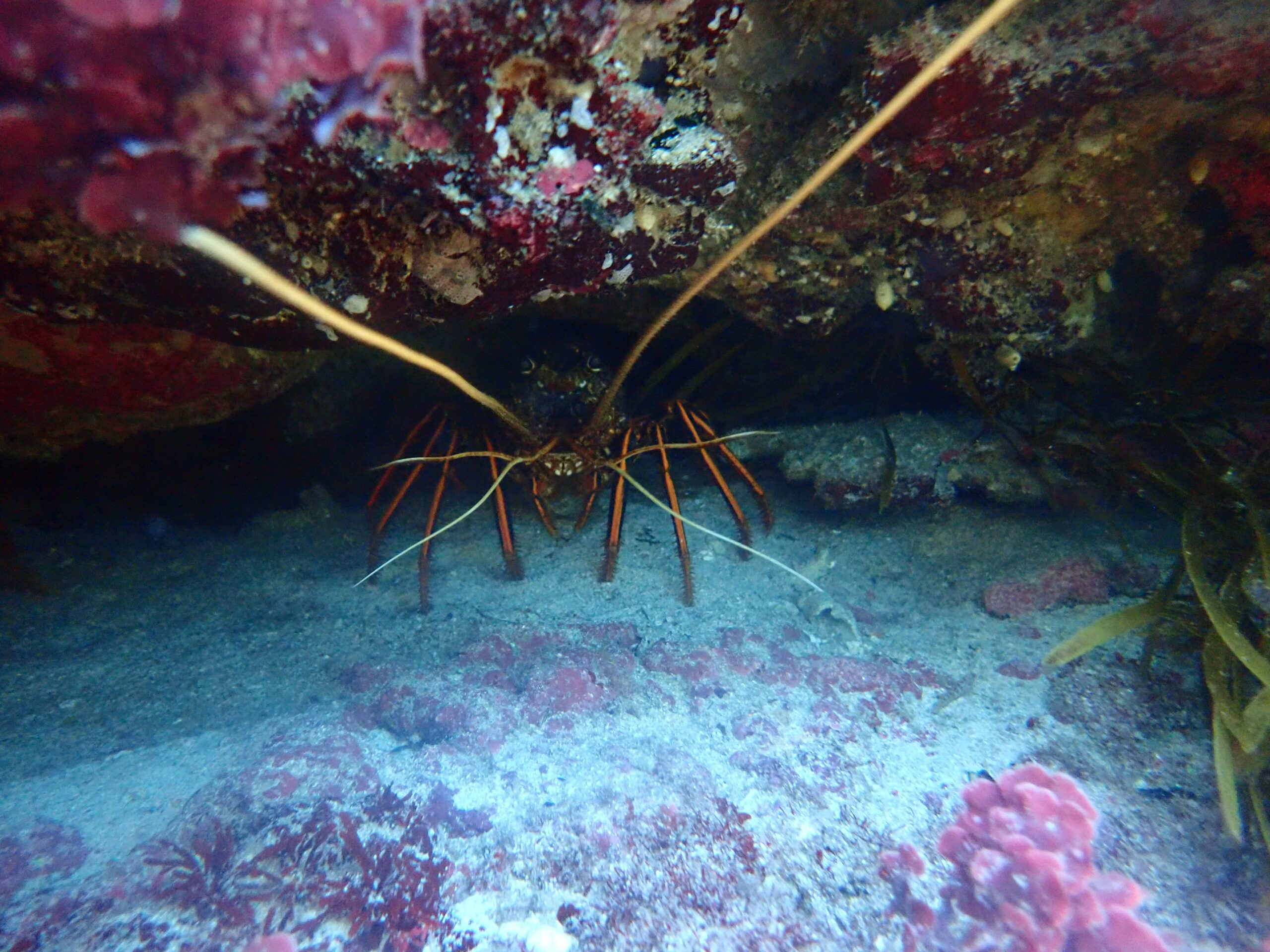 RLS Return to Rottnest: Annual surveys and surprising tropical visitors ...