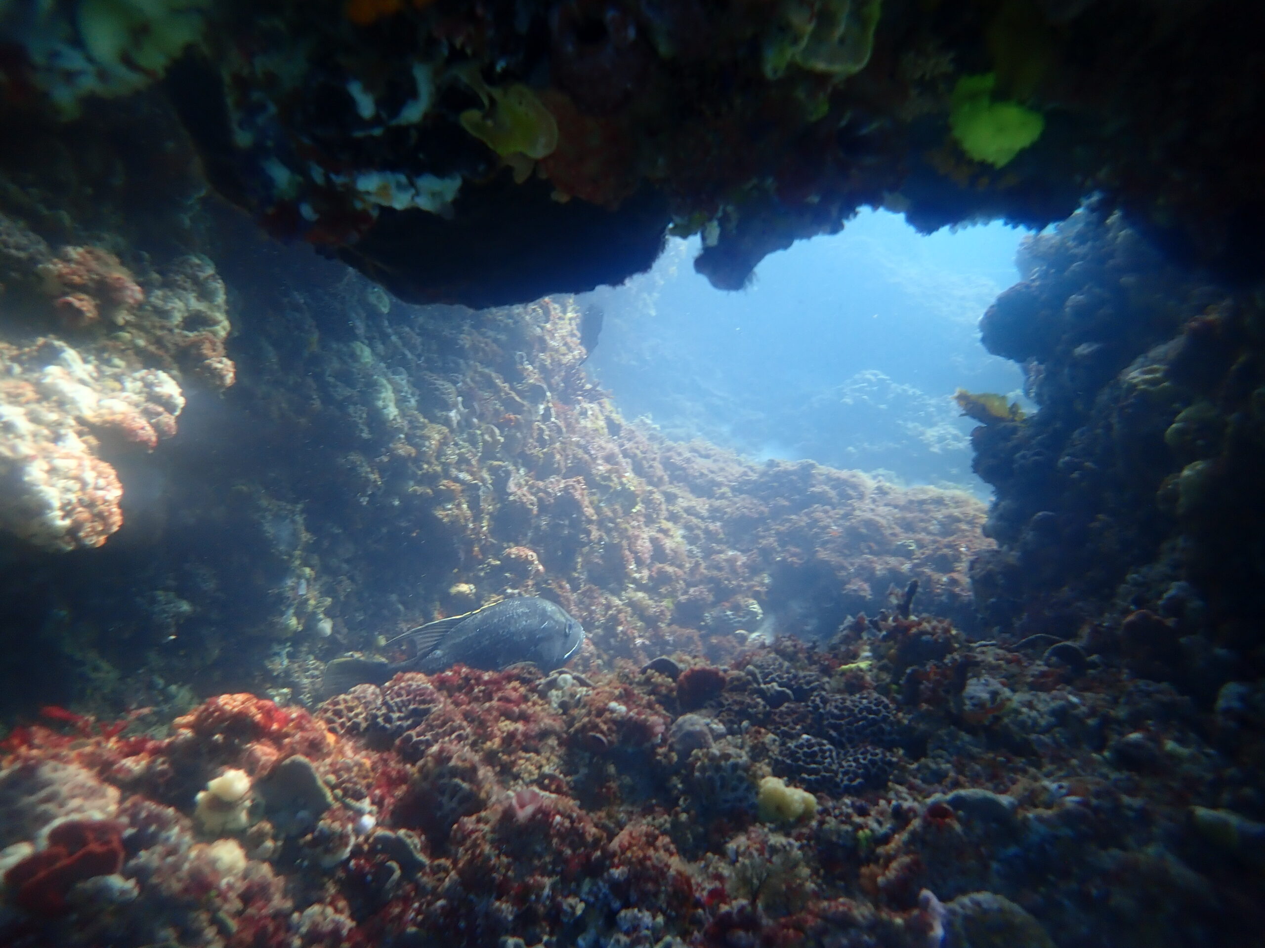 RLS Return to Rottnest: Annual surveys and surprising tropical visitors ...